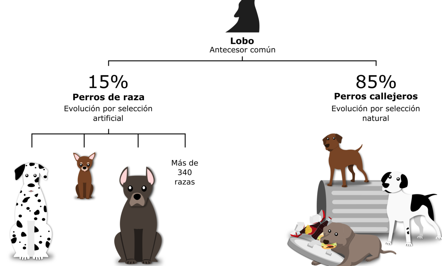 La historia y evolución de las razas de perros – Wiki Blog