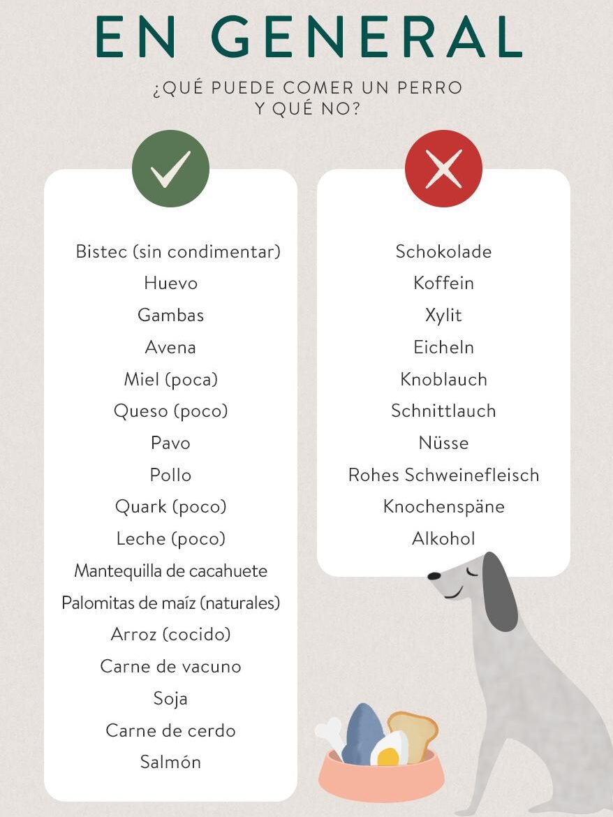 Los alimentos esenciales para la salud de tu perro: Una guía de ...