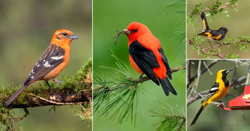 26 impresionantes pájaros negros y naranjas – Wiki Blog