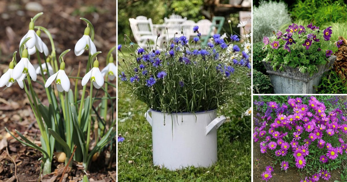 17 flores alemanas que puedes cultivar – Wiki Blog
