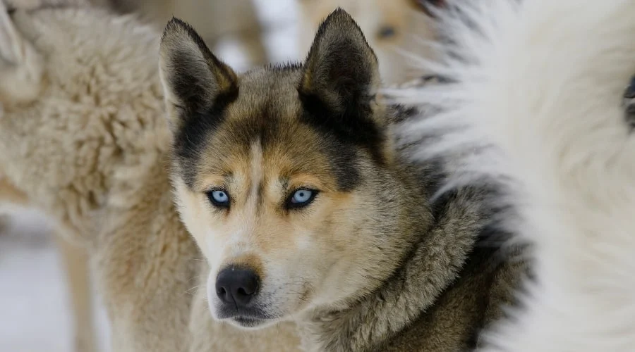 18 razas de perros que parecen lobos