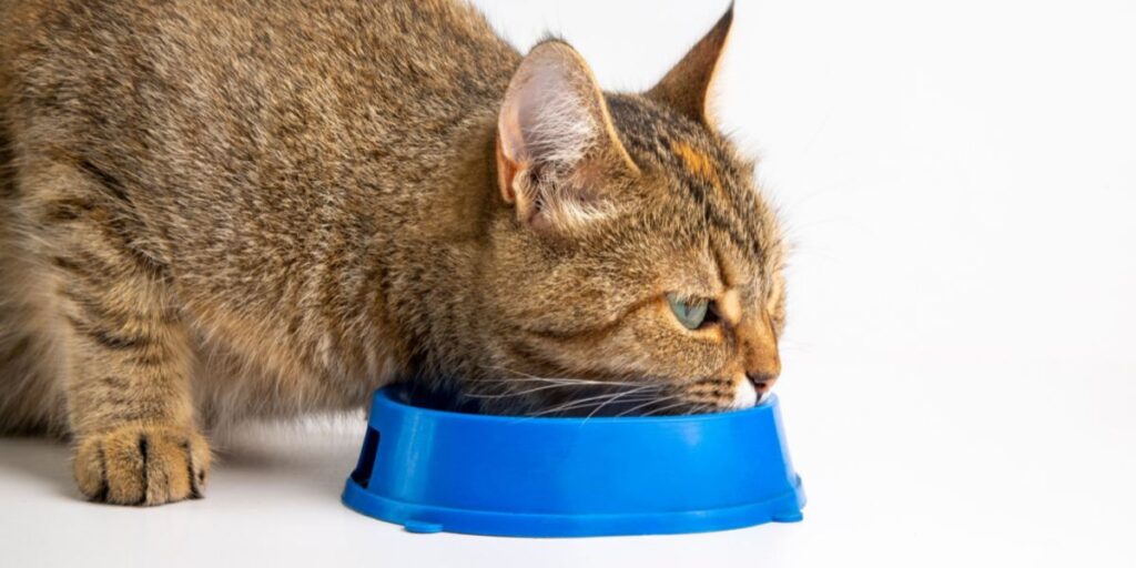 6 deliciosas recetas caseras de comida para gatos (aprobadas por ...