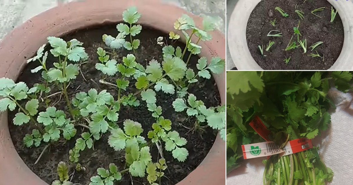 Cómo cultivar cilantro a partir de esquejes de tallo del grupo de la ...