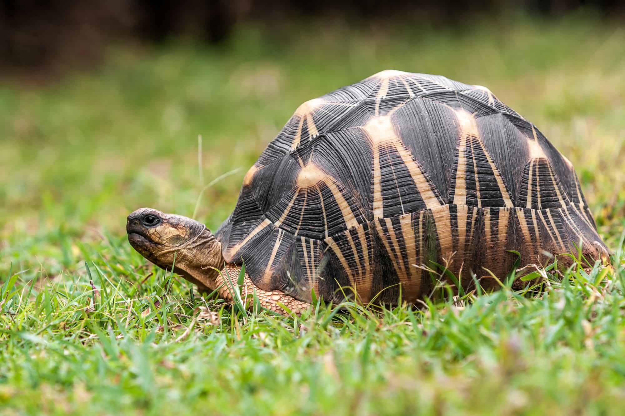 32 Animals with the Longest Lifespan – Wiki Blog