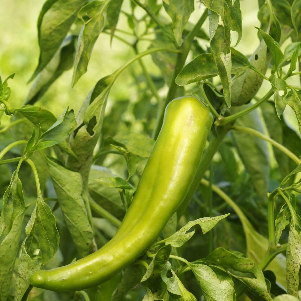 Cuidado y usos del pimiento de Anaheim: aprende a cultivar pimientos de ...
