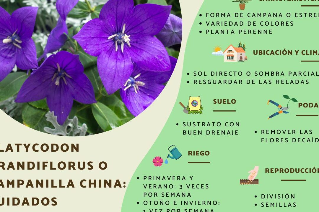 Guía de cuidado de la campanula: cómo cultivar campanulas