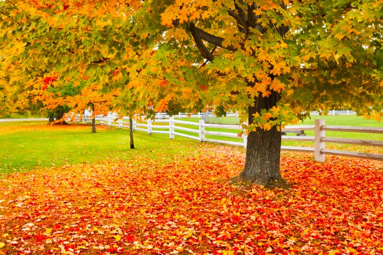 9 árboles impresionantes con un atractivo colorido – Wiki Blog